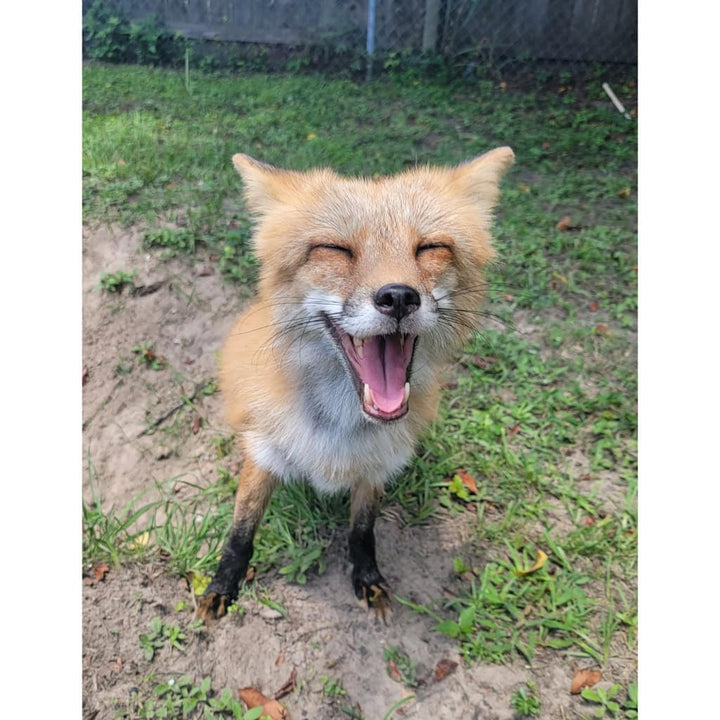 Smiling Fox – Gimme Swag