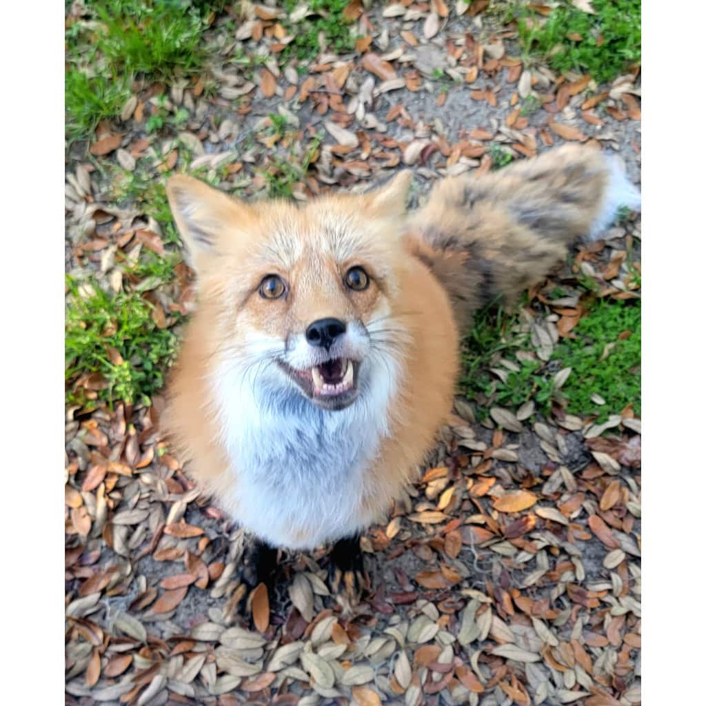 Smiling Fox – Gimme Swag