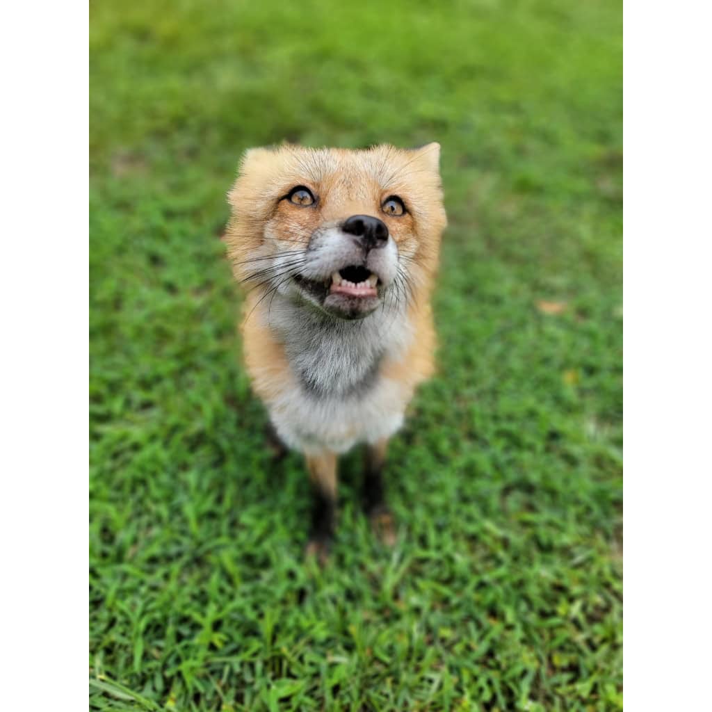 Smiling Fox – Gimme Swag