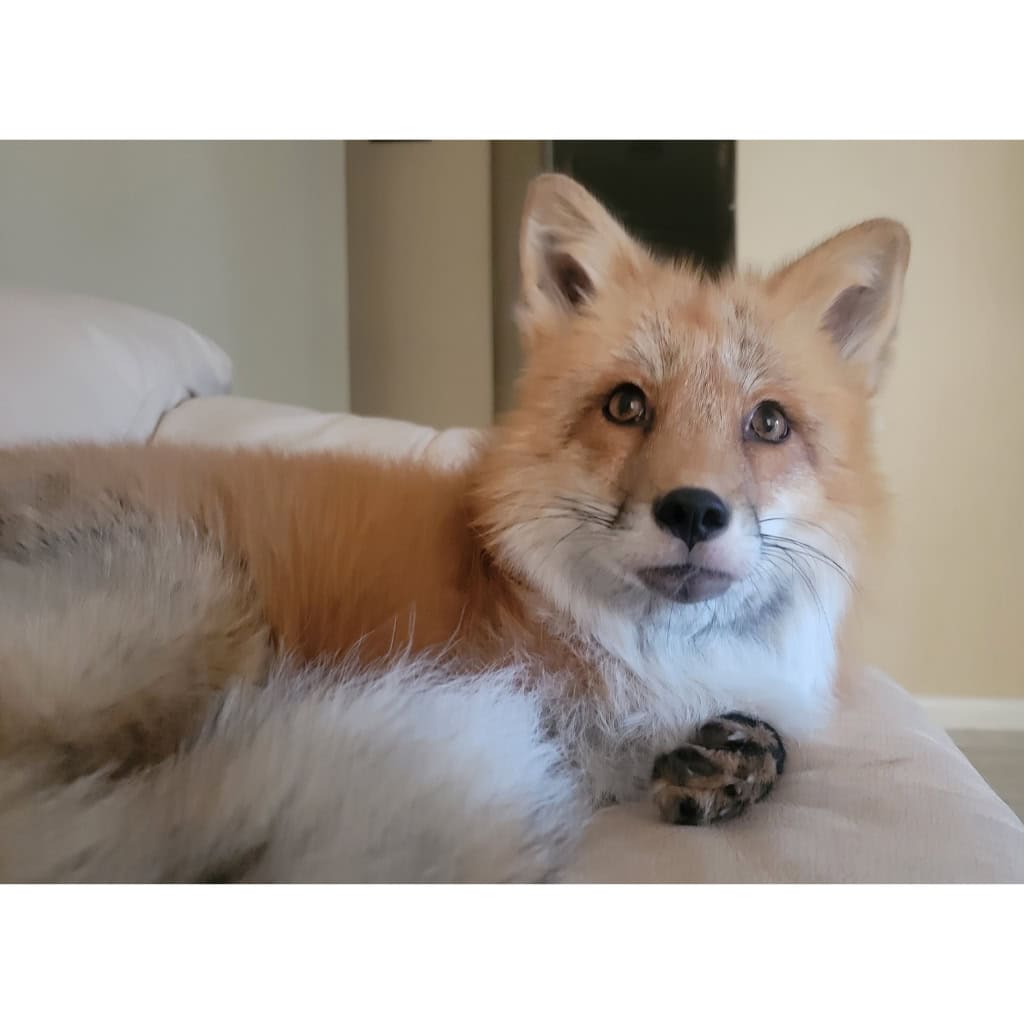 Smiling Fox – Gimme Swag
